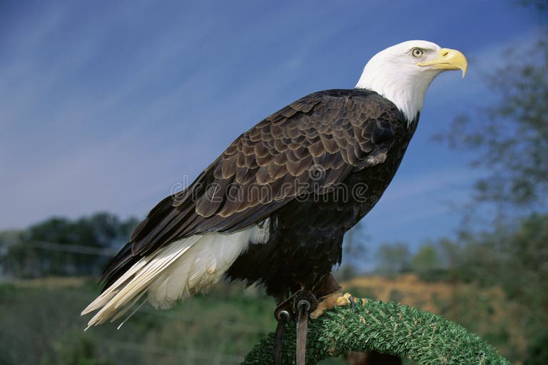 491 Bald Eagle Side View Stock Photos - Free & Royalty-Free Stock ...