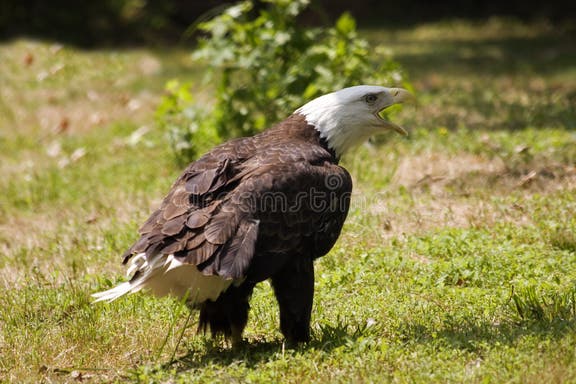 106 Bald Eagle Walking Stock Photos - Free & Royalty-Free Stock Photos ...
