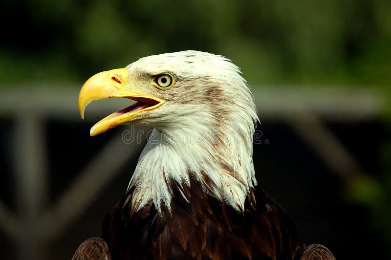 Bald Eagle stock image. Image of feathers, isolated, endangered - 11167965