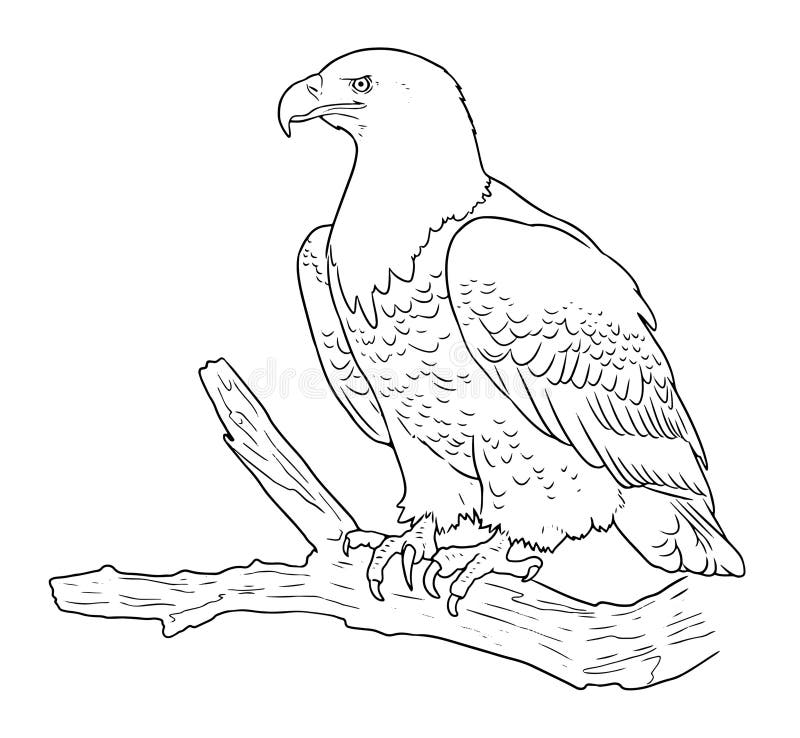 Prominent Bald Eagle Stock Illustrations – 174 Prominent Bald Eagle ...