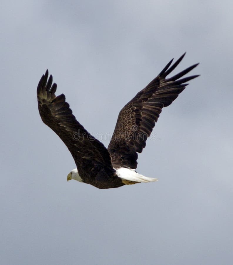 Bald Eagle stock photo. Image of bald, bird, florida, flight - 4824966