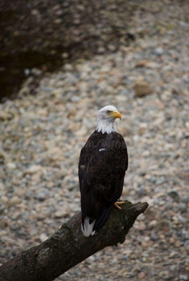 Bald Eagle stock photo. Image of beak, national, canada - 4860168