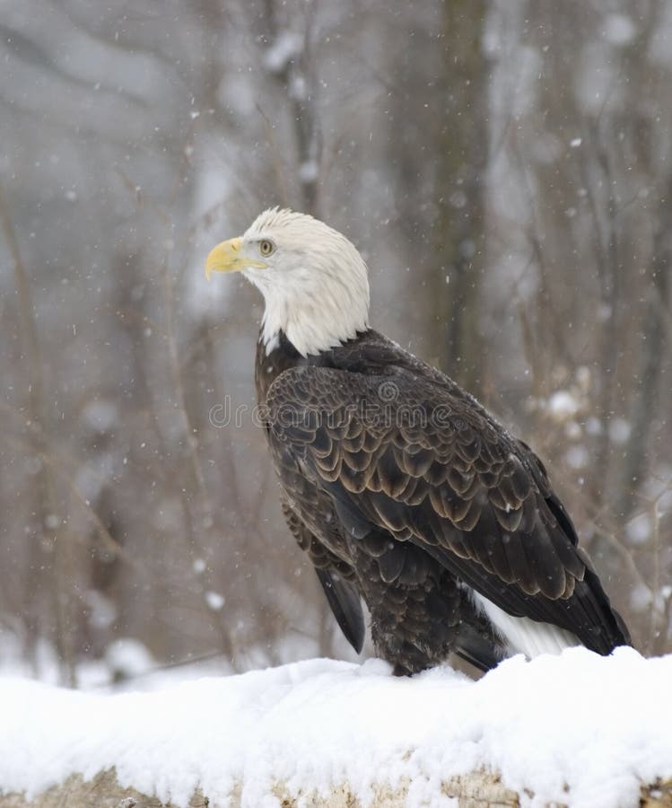 Winslow Arizona Corner stock photo. Image of culture, winslow - 4109278