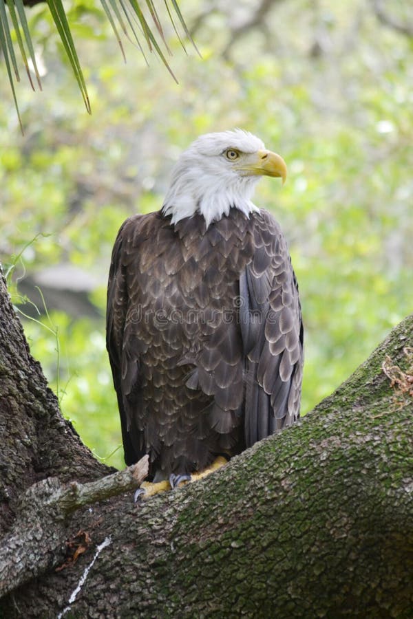 Bald eagle stock photo. Image of national, white, bald - 62529560