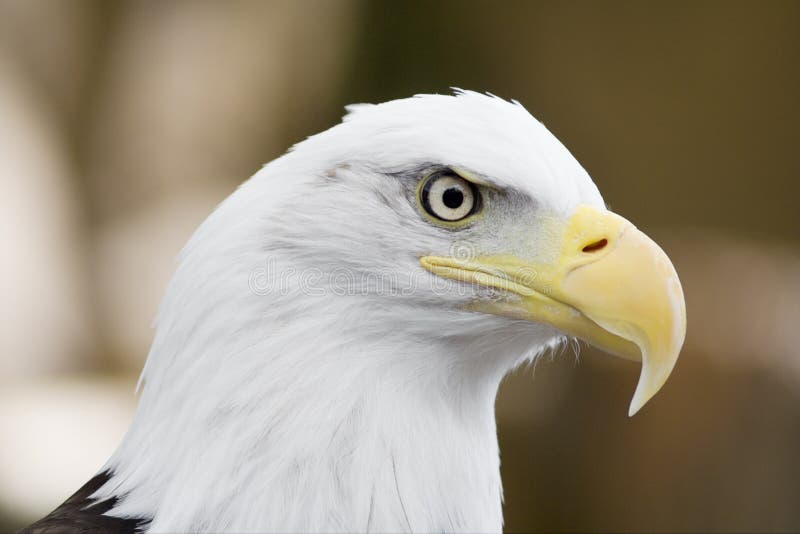 Old North American Bald Eagle Bowing His Head Stock Image - Image of ...