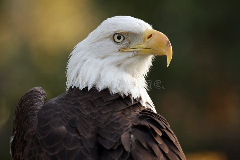 Bald Eagle stock image. Image of eagle, raptor, american - 4105093