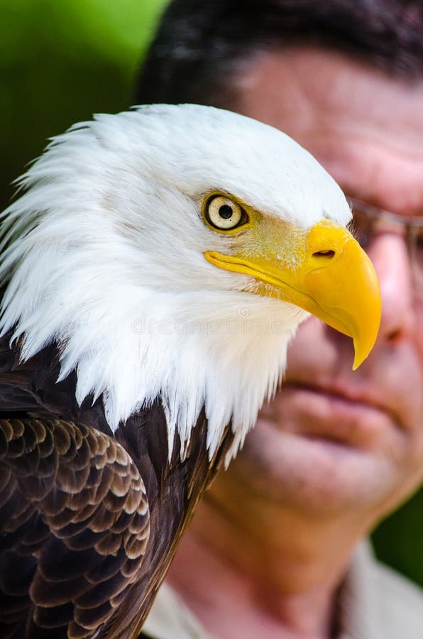 Free Eagle Public Domain (CC0) Photos - Dreamstime