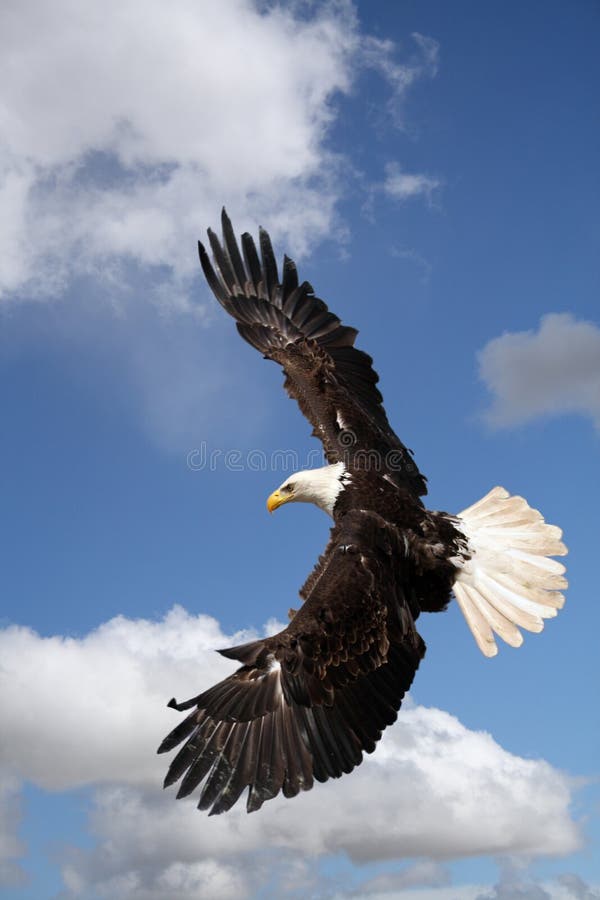A bald eagle stock photo. Image of wings, proud, yellow - 9142132