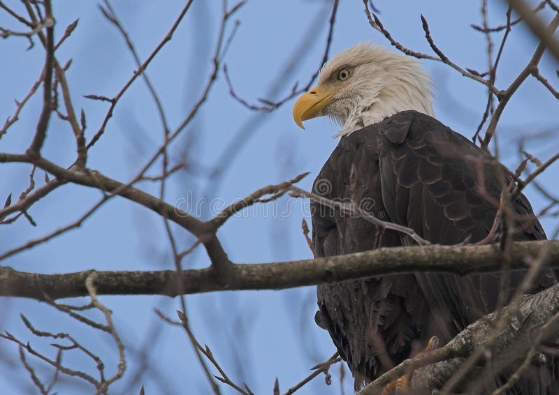 Bald Eagle stock photo. Image of bird, head, adult, feathers - 17676986