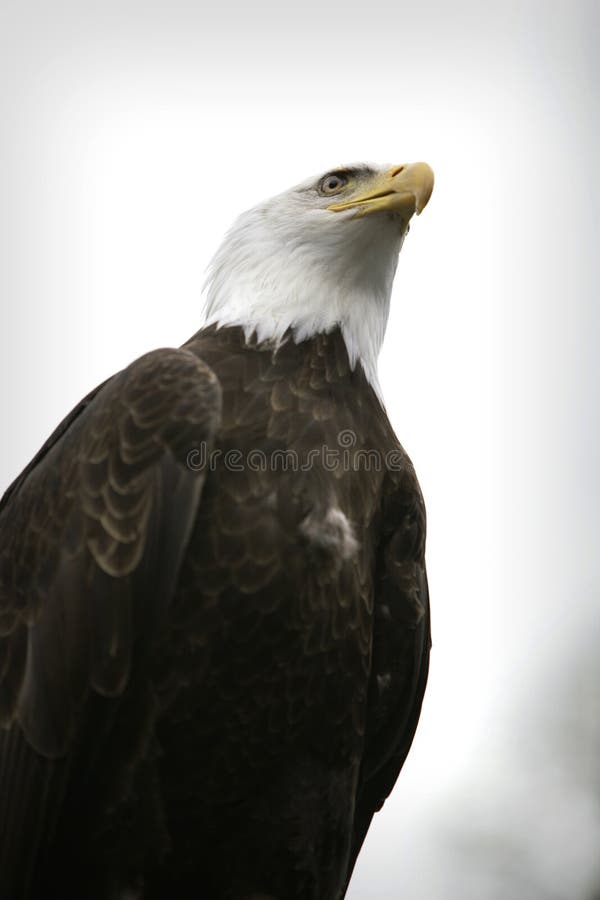 9+ Sharp looking bald eagle Free Stock Photos - StockFreeImages