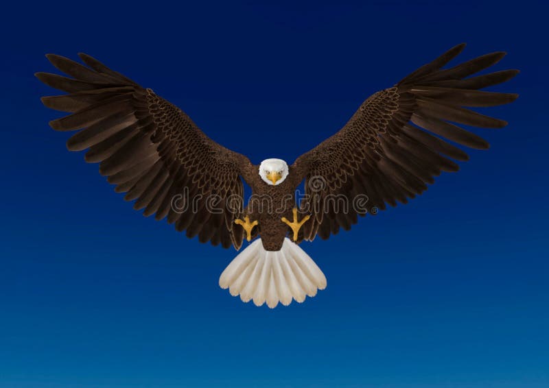 Bald Eagle in Action on White Snow Front View Stock Illustration ...