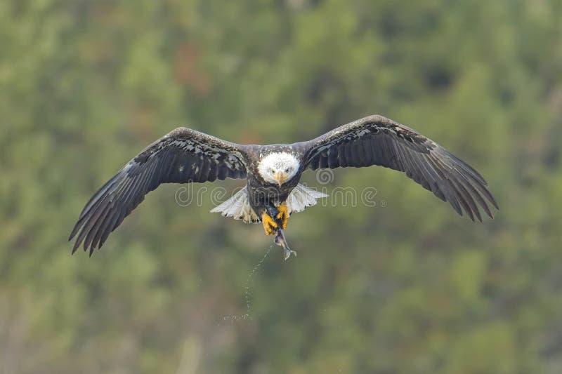 Bald Eagle Adjusts the Fish in Its Talons Stock Photo - Image of ...