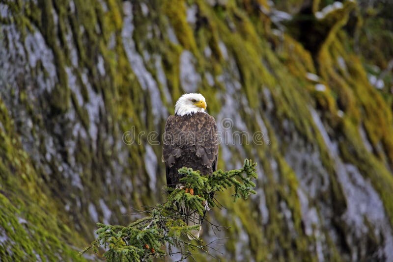 Bald Eagle Flight stock photo. Image of predator, baldeagle - 53258056