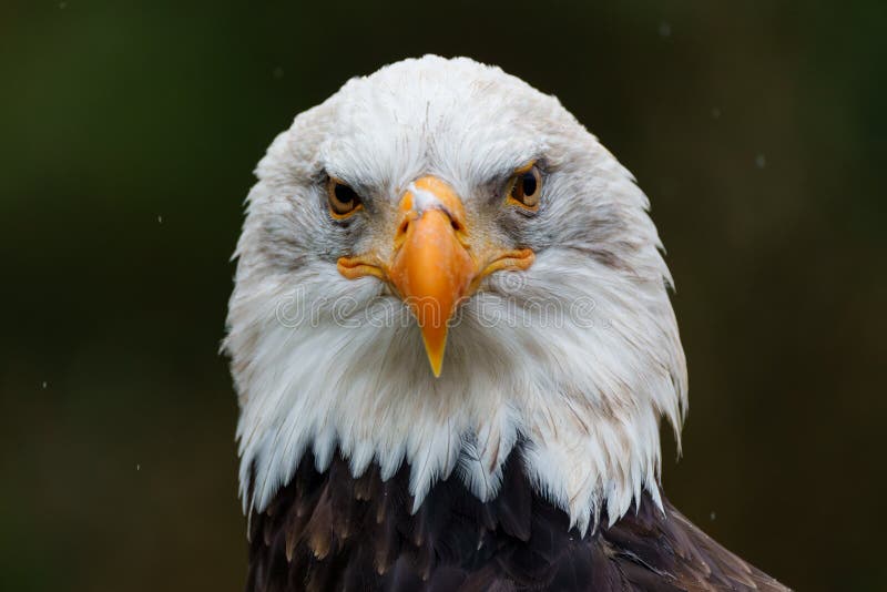 Bald Eagle or American Eagle in the Autumn Stock Image - Image of ...