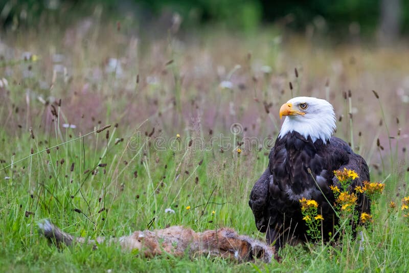Bald Eagle or American Eagle Eating a Red Fox in the Netherlands Stock ...