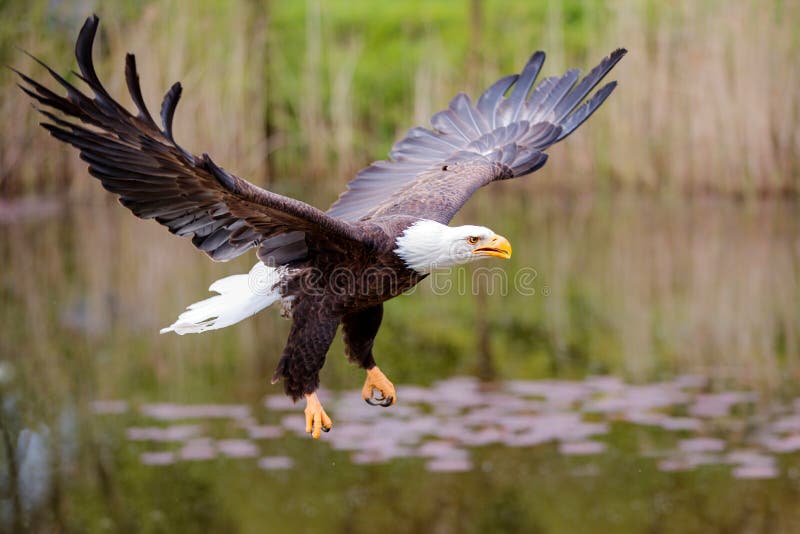 Bald Eagle or American Eagle Flying Stock Image - Image of ...