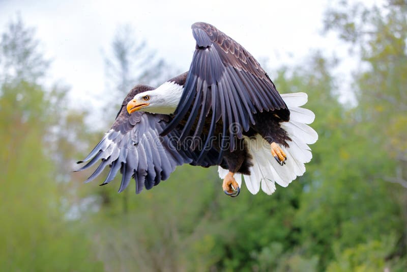 Bald Eagle or American Eagle Flying Stock Photo - Image of south, wings ...