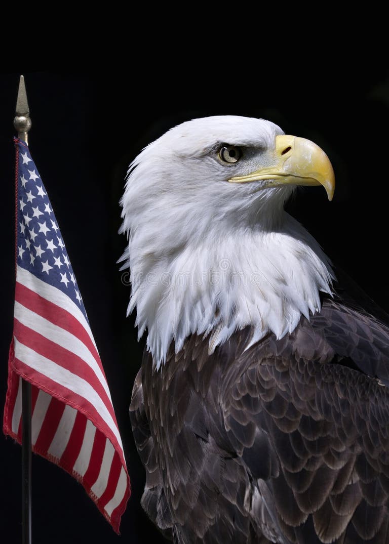 771 People Flag Eagle Stock Photos - Free & Royalty-Free Stock Photos ...