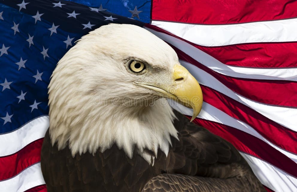 Bald Eagle and American Flag Stock Photo - Image of flag, fierce: 70903396