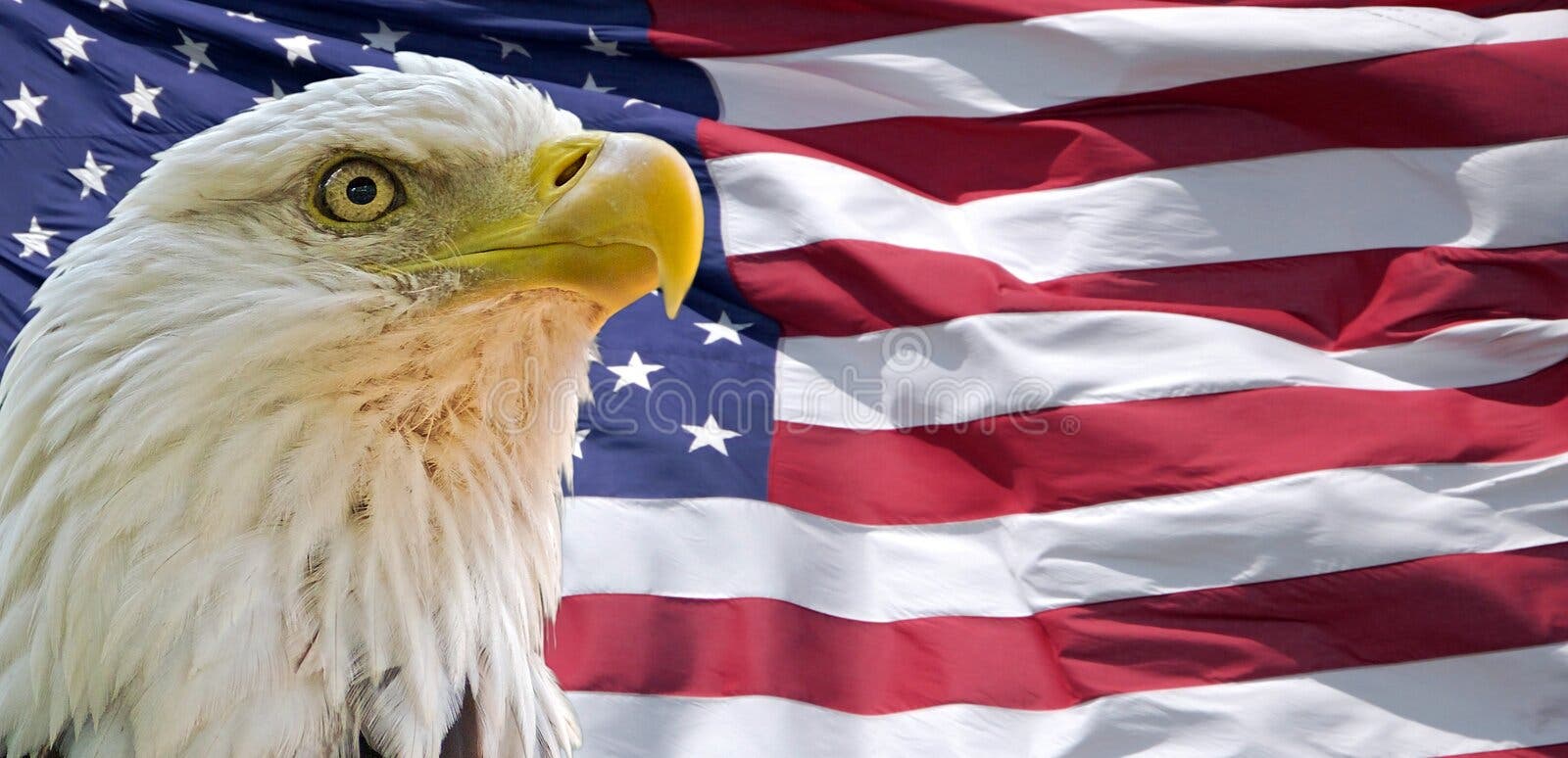 American Eagle Flag stock image. Image of bird, american - 12572191
