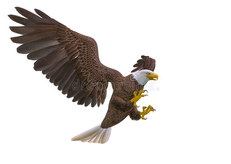 Bald Eagle Attacking Stock Illustrations – 89 Bald Eagle Attacking ...