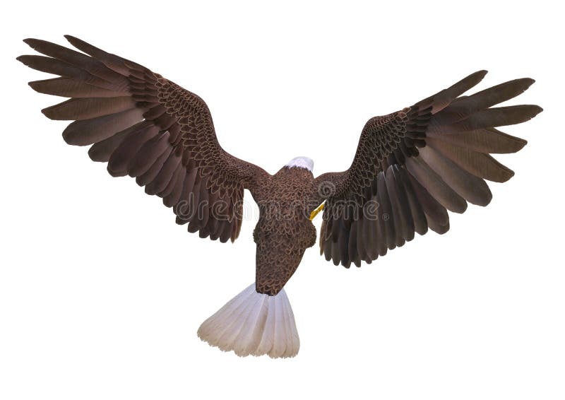 Bald Eagle Attacking On White Background Top Rear View Stock ... Bald Eagle Attacking On White Background Top Rear View Stock ...