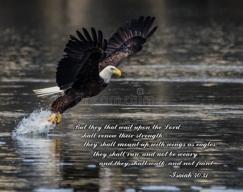 Bald Eagle Bible Verse stock photo. Image of faced, fast - 141686528