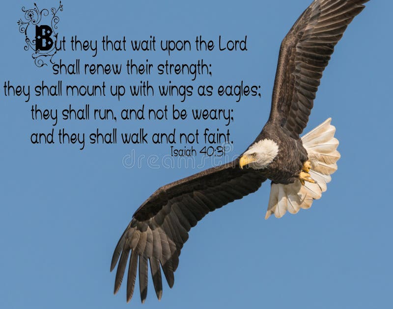 Bald Eagle Bible Verse stock image. Image of coast, fast - 141686745