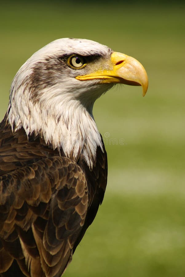Bald eagle bird stock photo. Image of bald, leucocephalus - 9247314