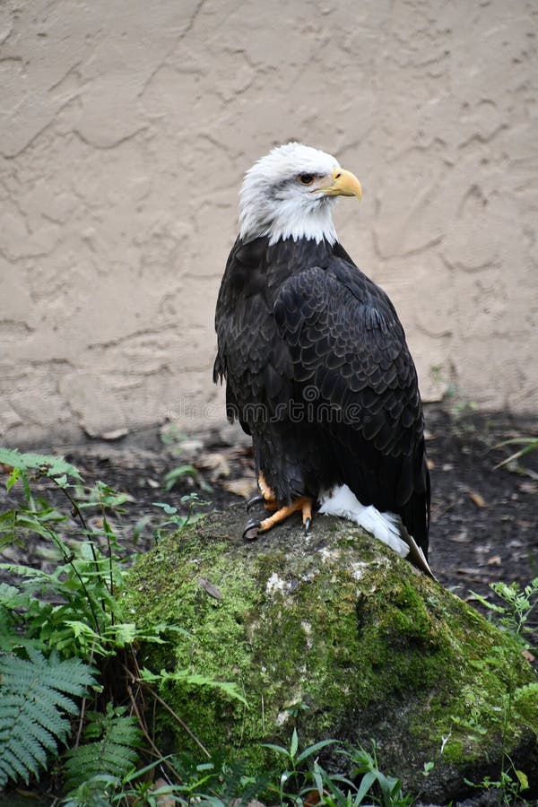 A Bald Eagle Bird stock photo. Image of beak, eyes, falcon - 275788226 A Bald Eagle Bird stock photo. Image of beak, eyes, falcon - 275788226