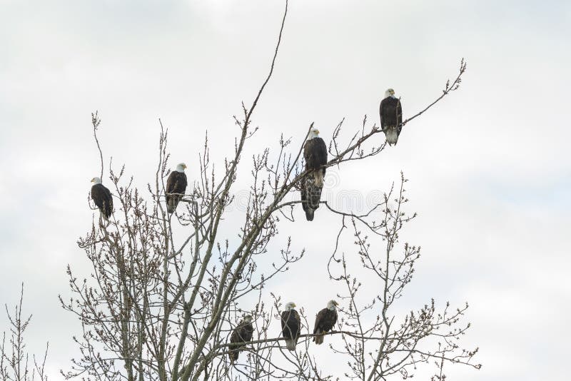 Bald eagle bird stock photo. Image of group, eagle, canada - 113773118