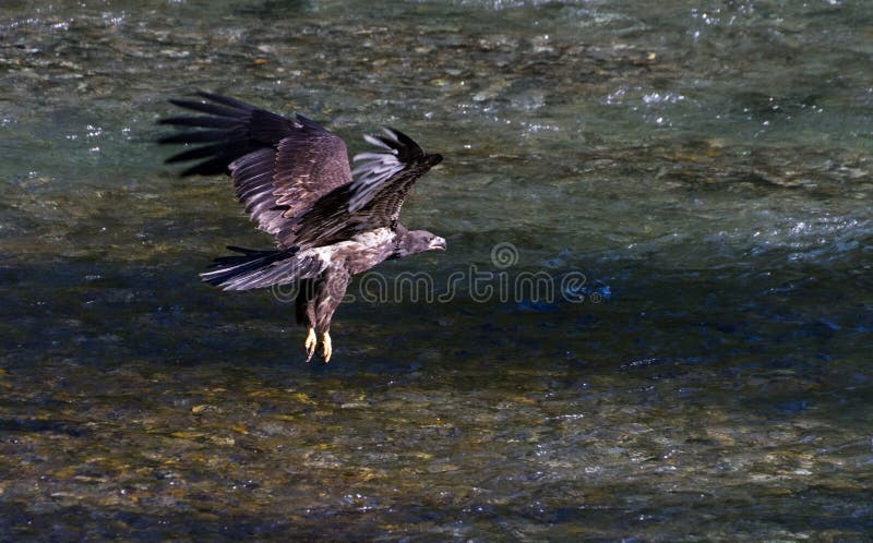 Bald eagle bird stock photo. Image of catching, eagle - 169632098