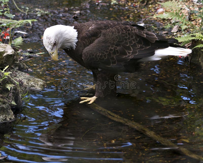 Bald Eagle Stock Photos. Image. Portrait. Picture. Looking in the Water ...