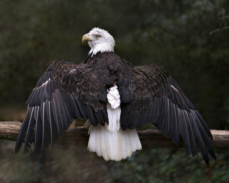Eagle Wings Spread Back