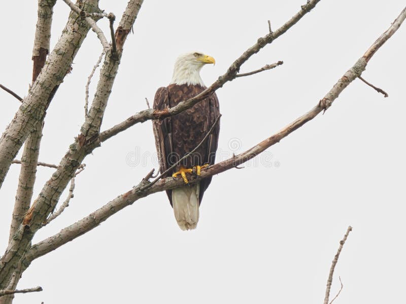 Bald Eagle Bird Perched in a Dead Tree Stock Photo - Image of wildlife ...
