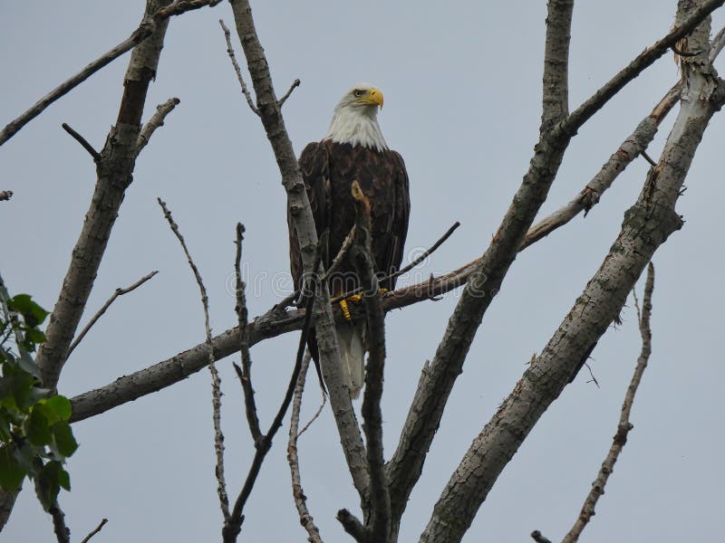 Bald Eagle Bird Perched in a Dead Tree Stock Image - Image of dead ...