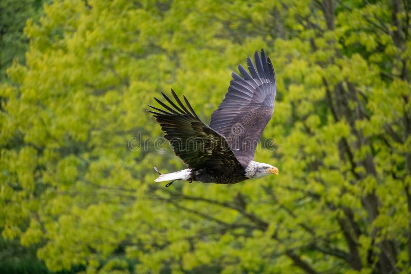 Bald Eagle bird of prey stock photo. Image of wing, nature - 222221574