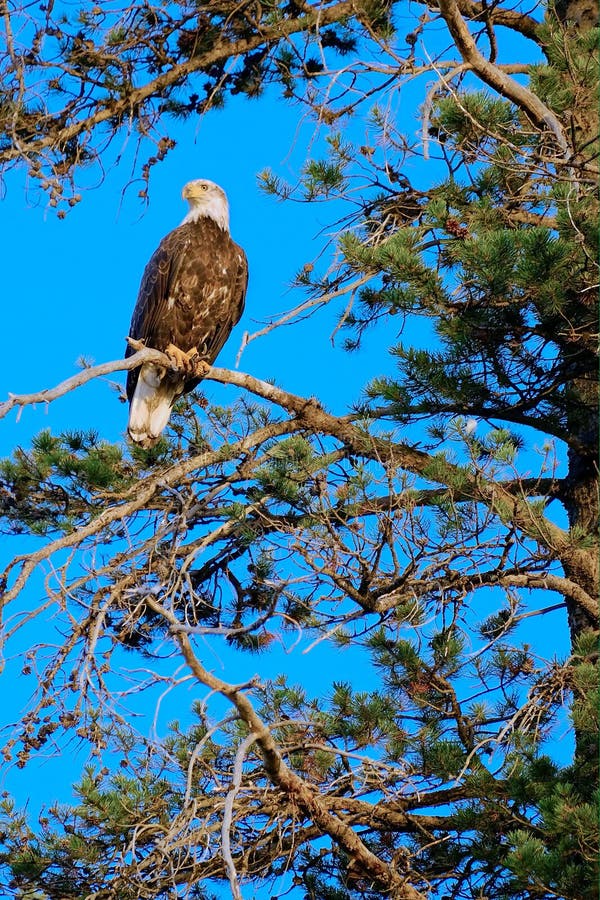 Bald Eagle Bird of Prey in Pine Tree Golden Light Sky Stock Image ...