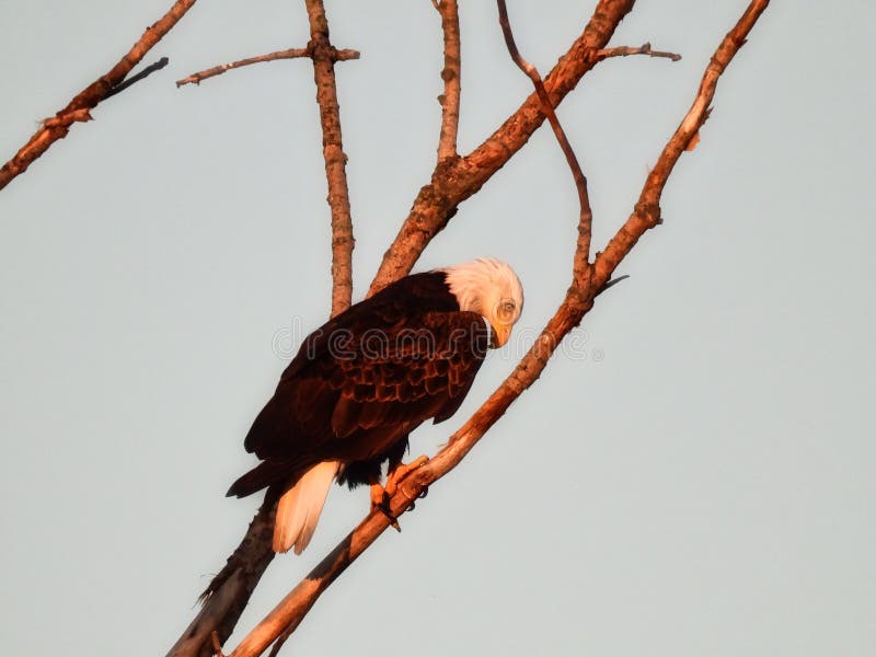 Bald Eagle Bird of Prey Raptor Perched on a Bare Tree Stock Image ...