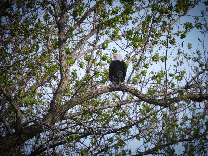 Bald Eagle Bird Raptor Perched in Tree Stock Photo - Image of raptor ...