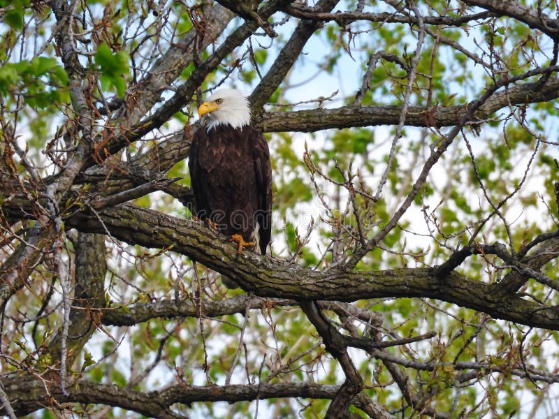 Bald Eagle Bird Raptor Perched in Tree Stock Photo - Image of raptor ...