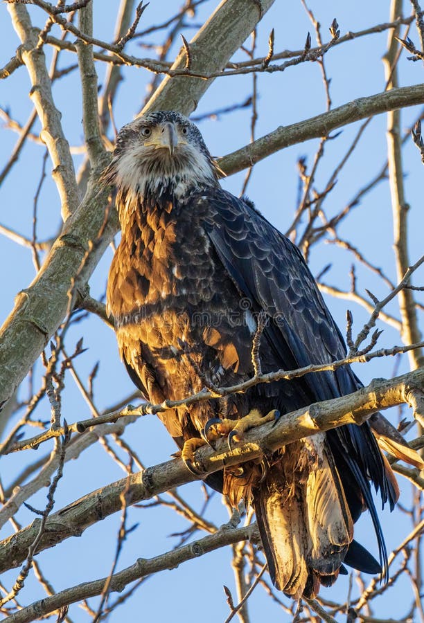 Bald eagle bird stock photo. Image of nature, canada - 365445920