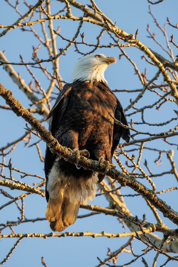 Bald eagle bird stock image. Image of nature, bald, american - 365445991
