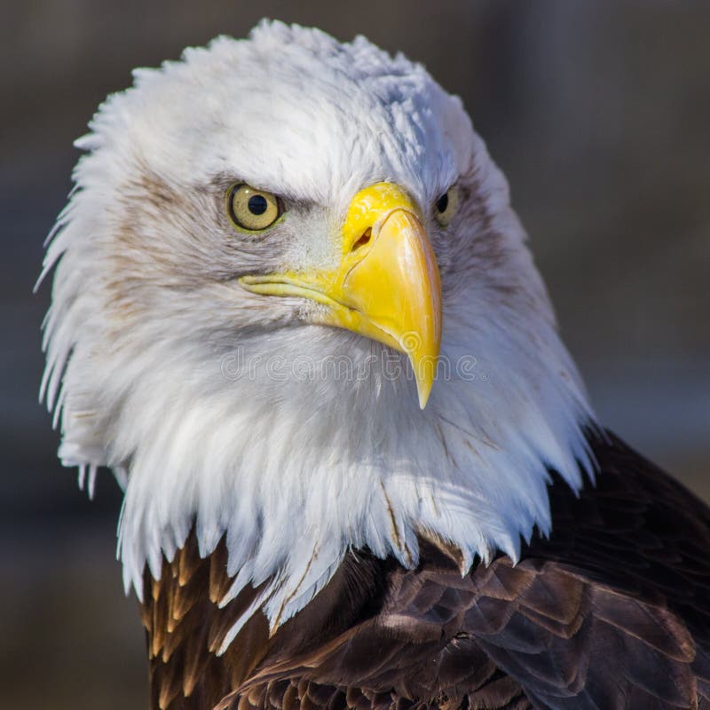 Bald eagle eye - ressbank