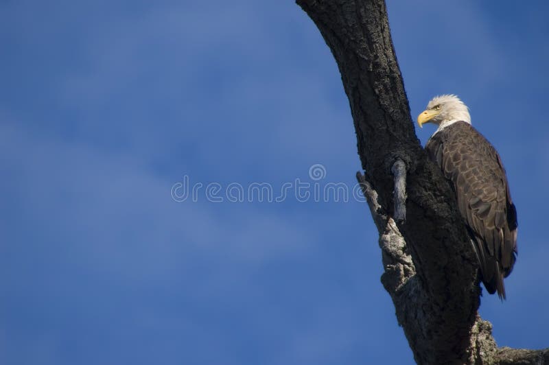 Bald Eagle On Branch Picture. Image: 2354542