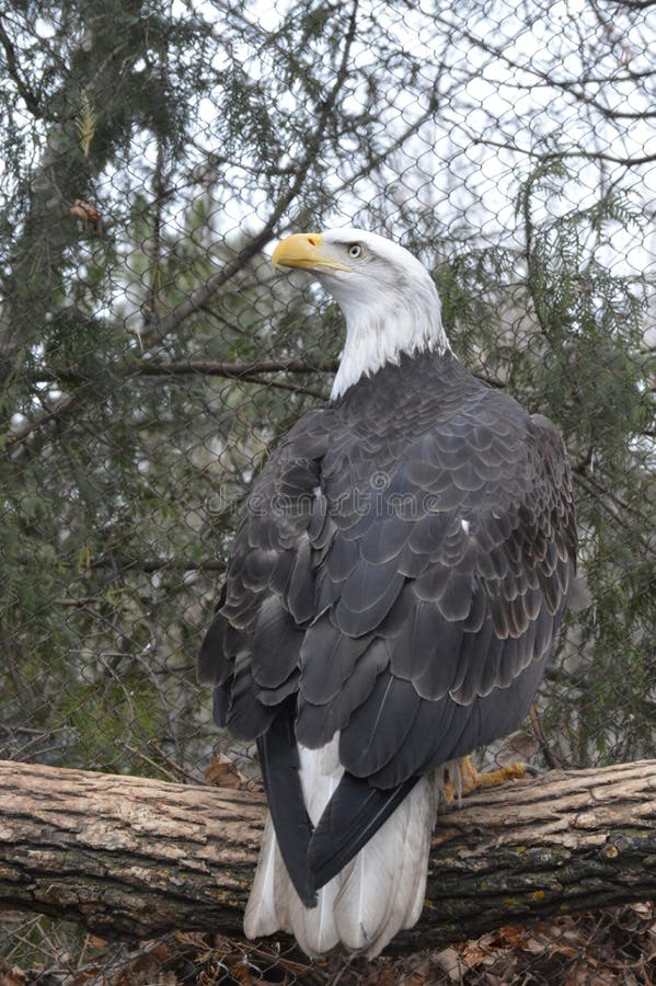 Bald Eagle stock image. Image of eagle, destination, face - 89984347
