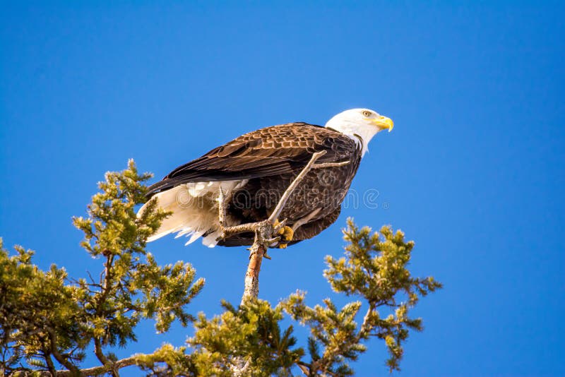 Bald eagle on branch stock photo. Image of eagle, branch - 266531436
