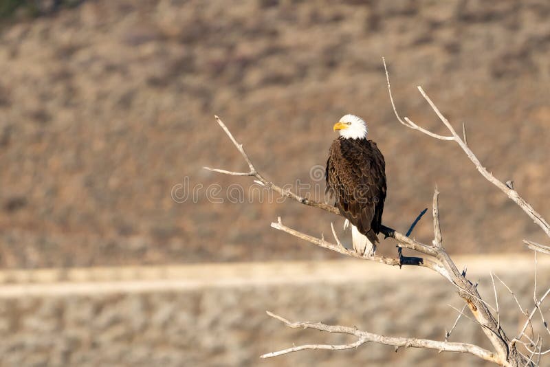 Bald Eagle on a Branch in the Desert between Reno and Carson City ...