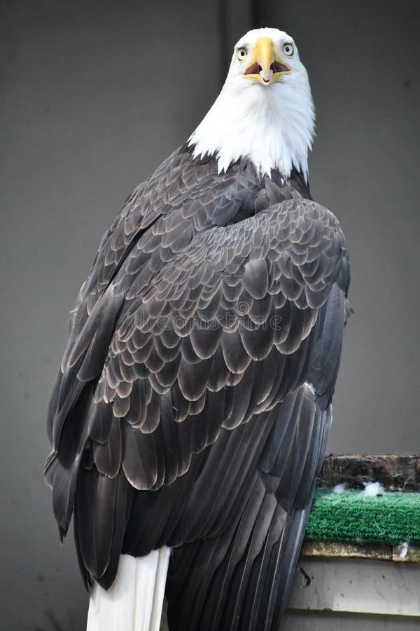 A Bald Eagle stock image. Image of avian, predator, eyes - 267966571