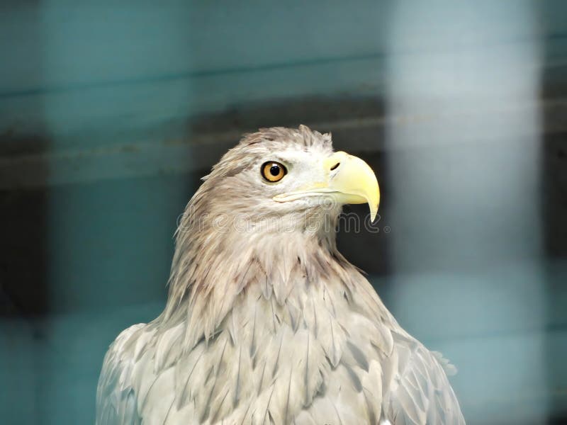 Bald Eagle in the Cage Portrait Close Up View Stock Image - Image of ...